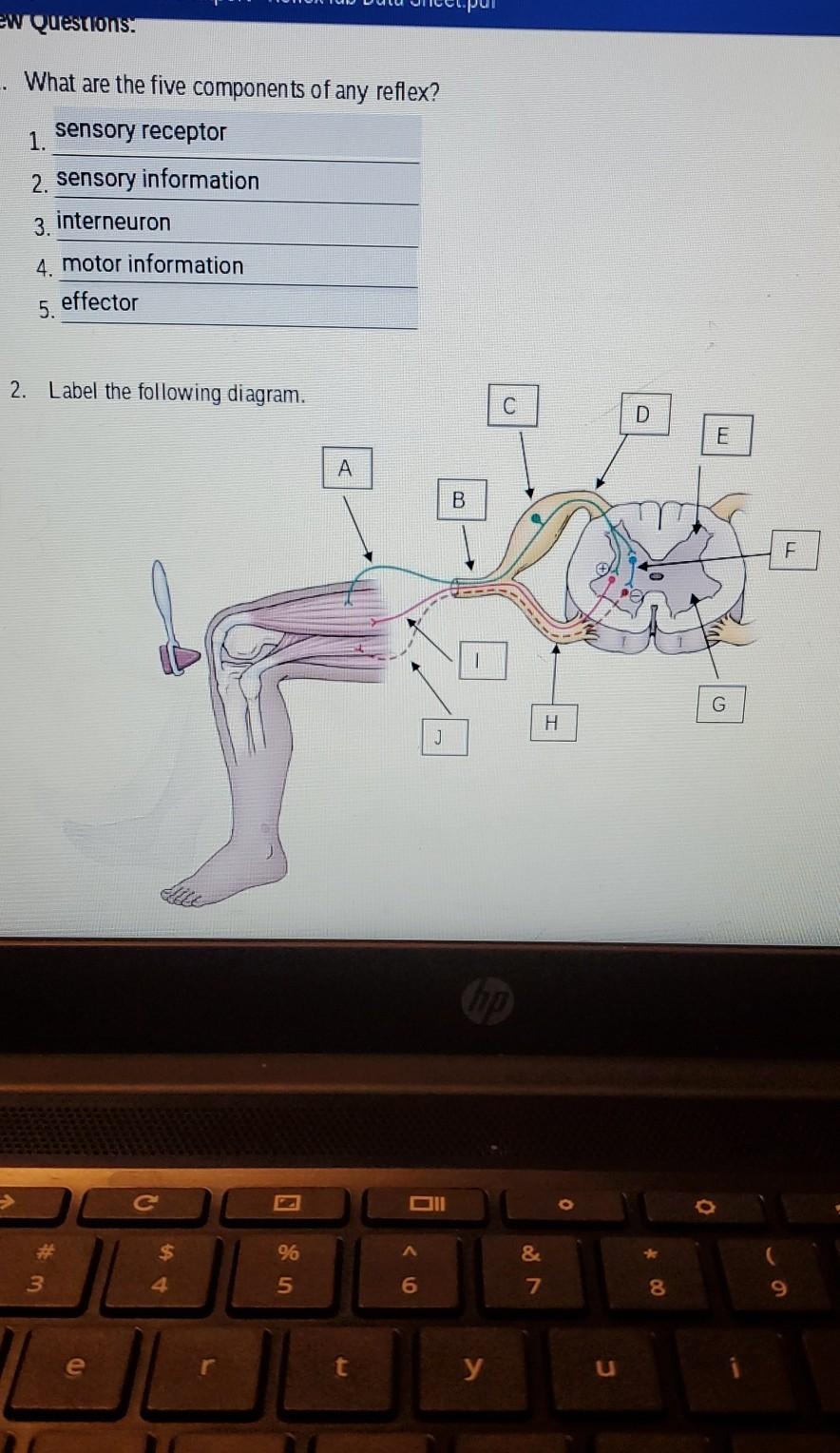Solved what level of the spinal cord is involved in the | Chegg.com