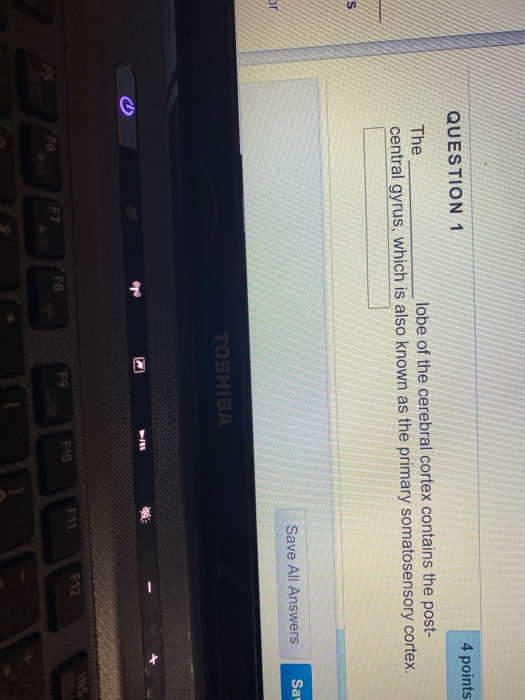 Solved QUESTION 1 4 points The lobe of the cerebral cortex | Chegg.com