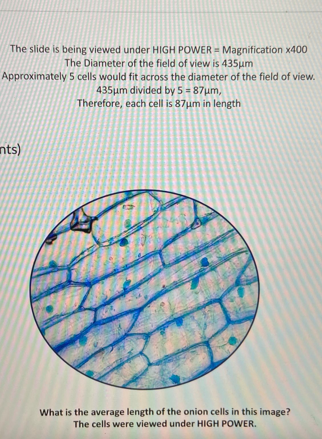 Solved The slide is being viewed under HIGH POWER = | Chegg.com