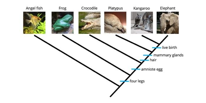 Solved Create a Phylogenetic tree using the data below. A | Chegg.com
