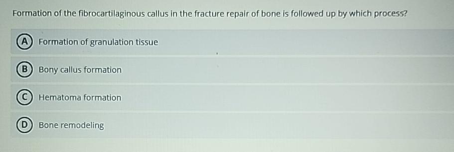 Solved Formation of the fibrocartilaginous callus in the | Chegg.com