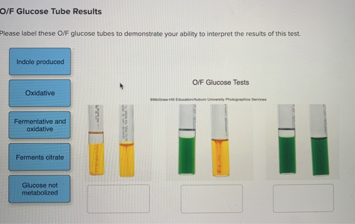 Solved O/F Glucose Tube Results Please label these O/F | Chegg.com