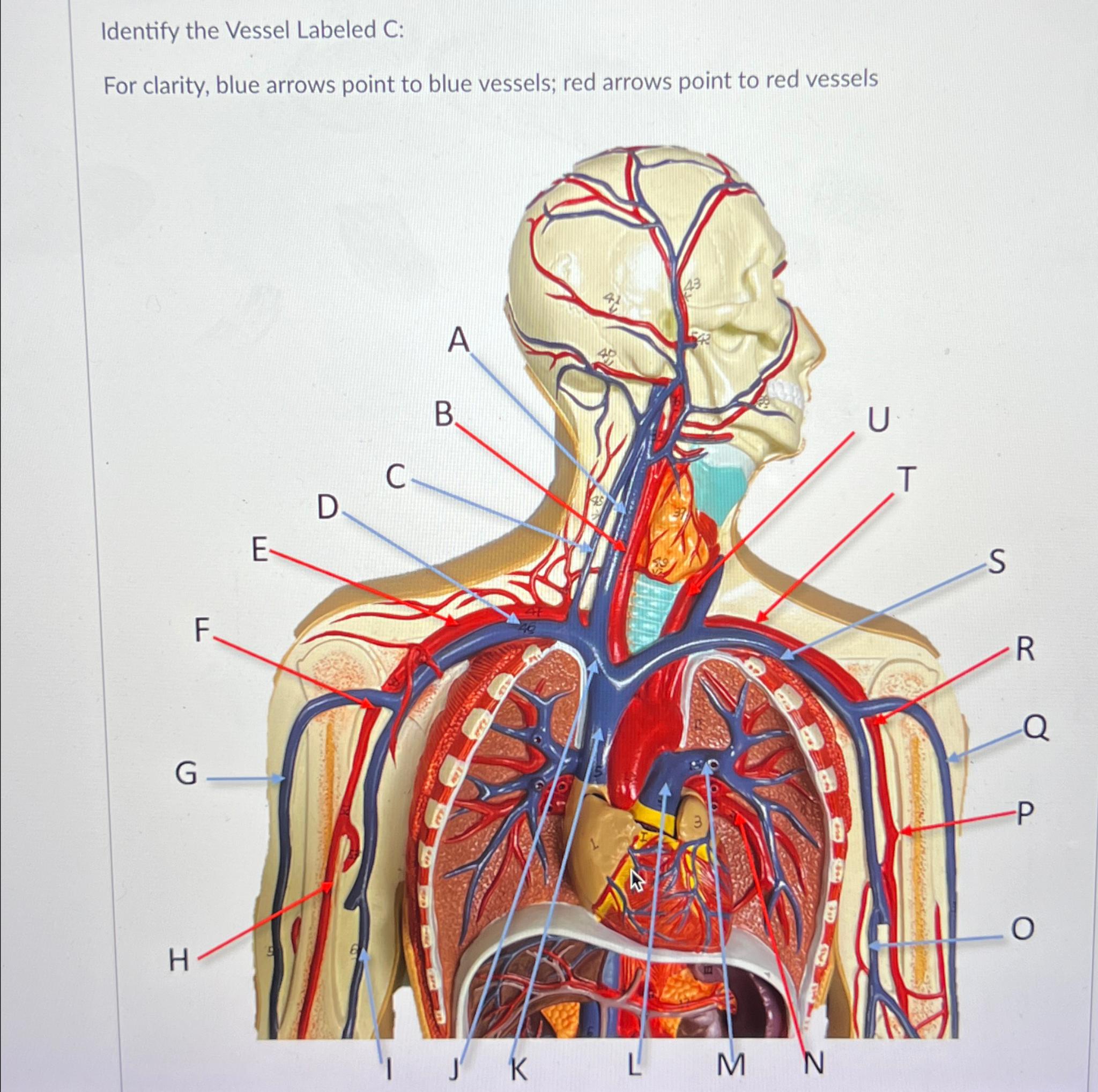 Solved Identify the Vessel Labeled C:For clarity, blue | Chegg.com