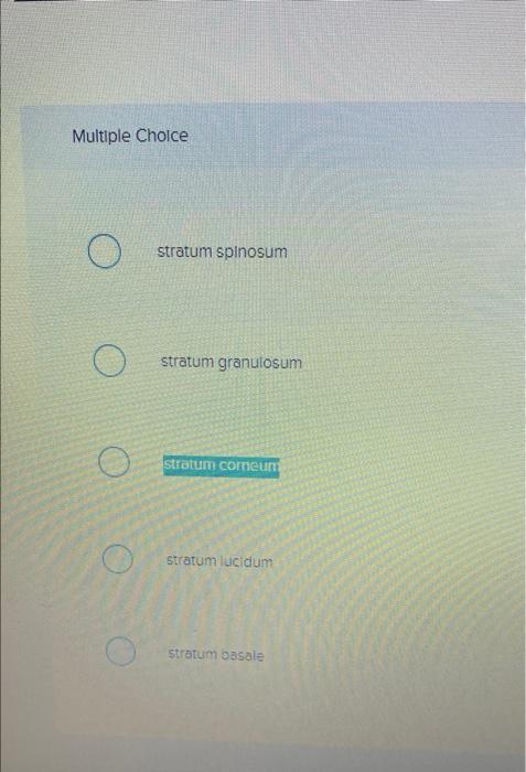 Solved Which structure is indicated by the tip of the arrow? | Chegg.com