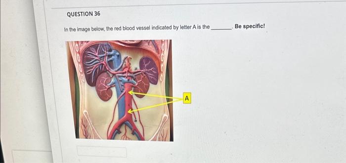 Solved In the image below, the red blood vessel indicated by | Chegg.com