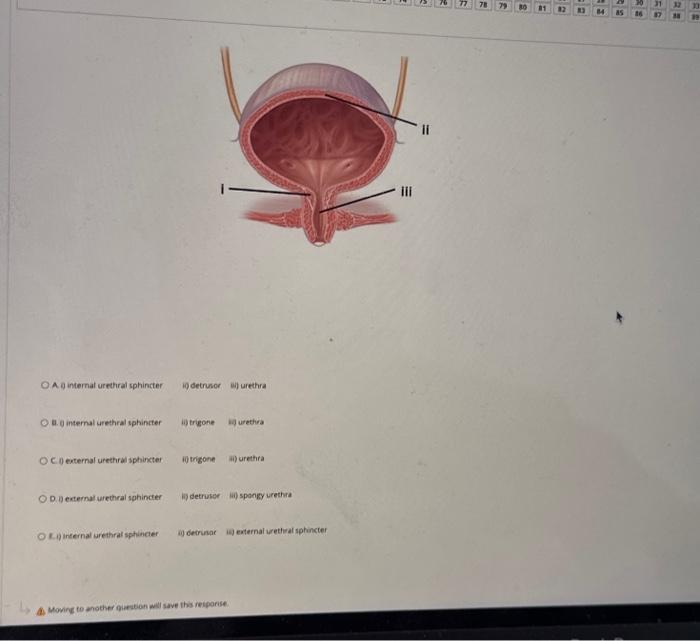 Solved O A. i) internal urethral sphincter O B. i) internal | Chegg.com