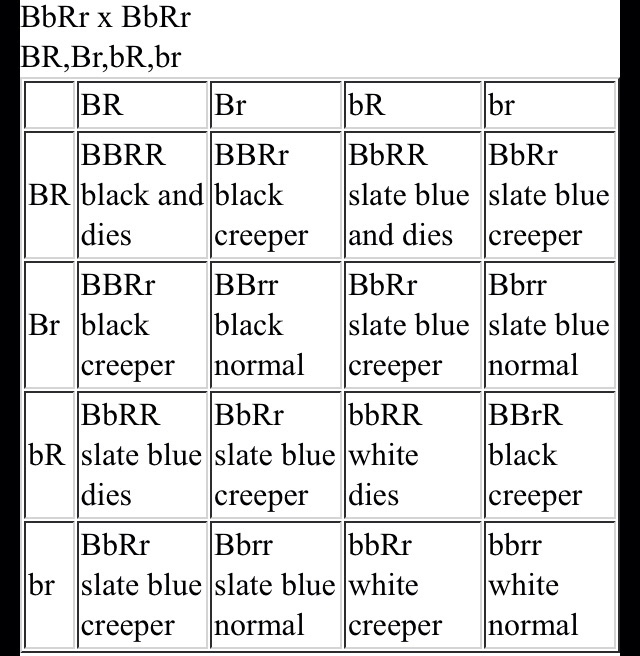Solved BR Br BbRr x BbRr BR,Br,bR, br bR br BBRR BBR BORR | Chegg.com