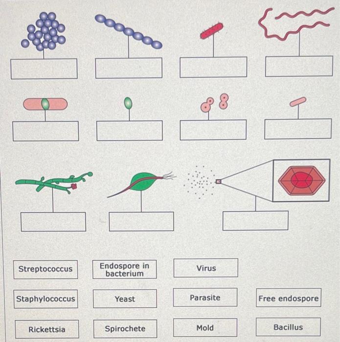 Solved Streptococcus Endospore in Virus bacterium | Chegg.com