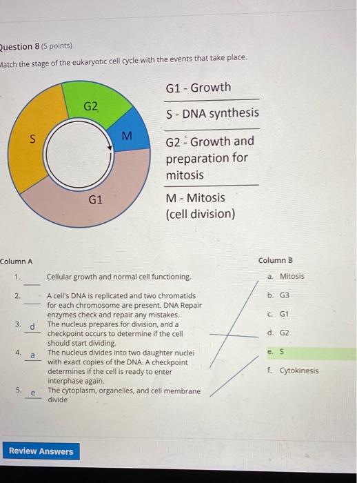 Solved Question 8 (5 points) Match the stage of the | Chegg.com