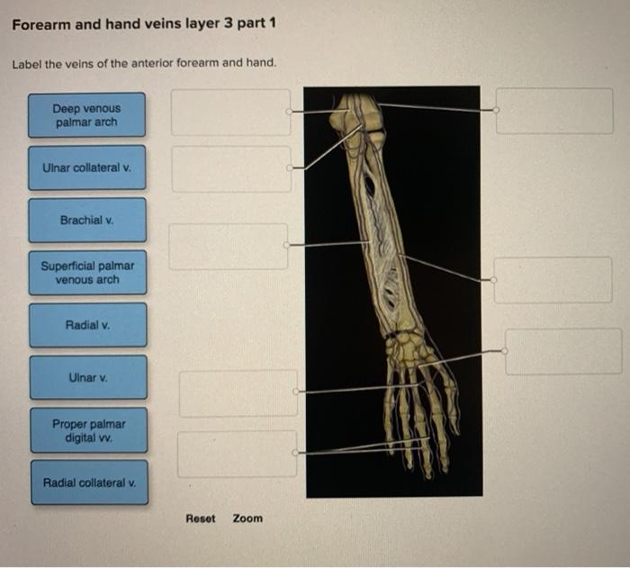 Solved Forearm and hand veins layer 3 part 1 Label the veins | Chegg.com
