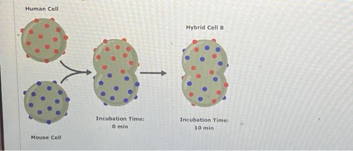 Solved Hybrid Cel A Hybird Cells Hybrid Cell Human Cell | Chegg.com