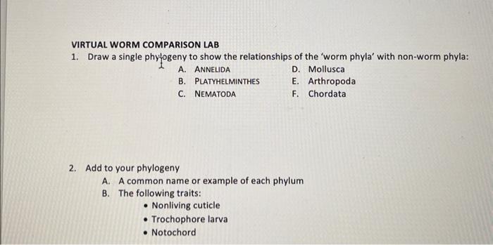 Solved VIRTUAL WORM COMPARISON LAB 1. Draw a single | Chegg.com