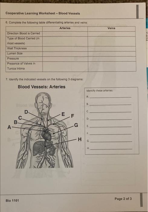 Solved Cooperative Learning Worksheet - Blood Vessels Veins | Chegg.com