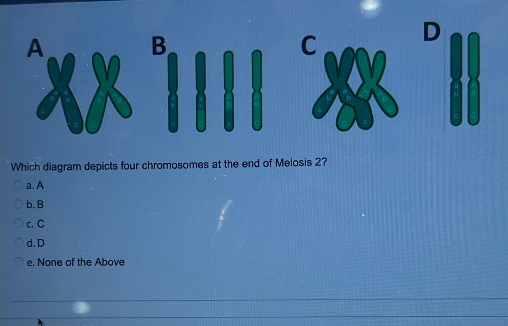 Solved Which diagram depicts four chromosomes at the end of | Chegg.com
