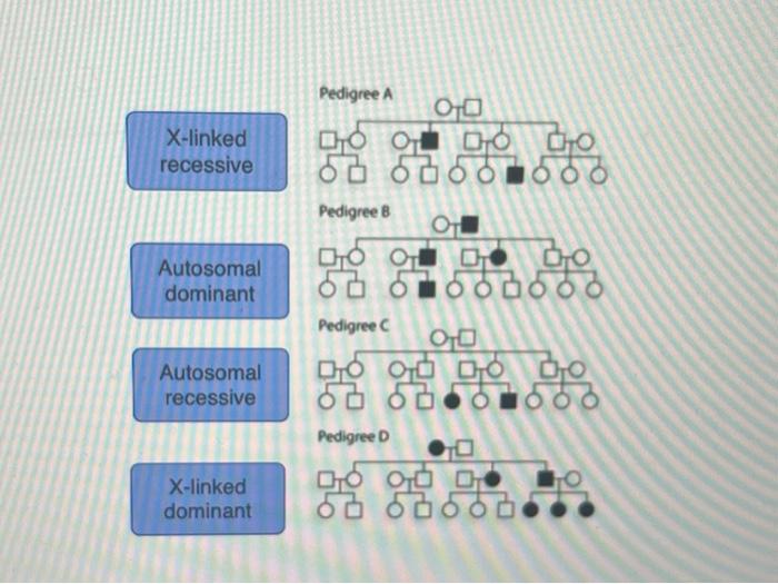 Solved X-linked recessive Autosomal dominant Autosomal | Chegg.com