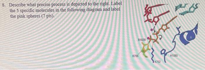 Solved 8. Describe what precise process is depicted to the | Chegg.com