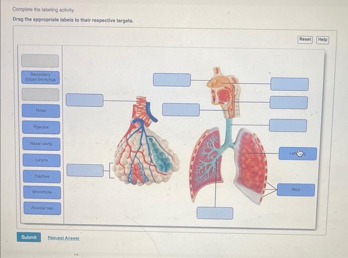 Solved Complete the labeling activity. Drag the appropriate | Chegg.com