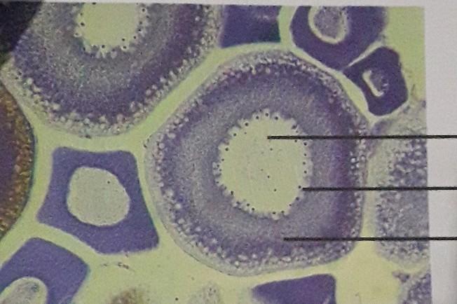 Solved Labelling the parts of a frog's ovary | Chegg.com