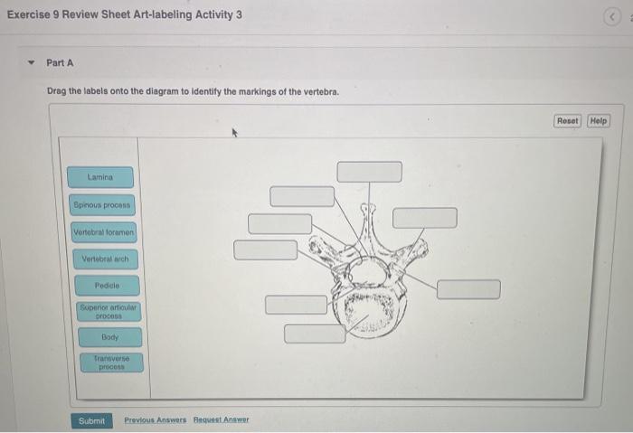 Solved Exercise 9 Review Sheet Art-labeling Activity 3 Part | Chegg.com