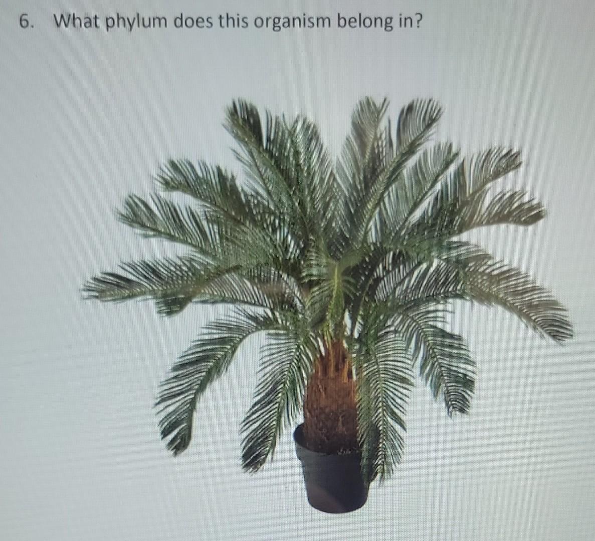 Solved 6. What phylum does this organism belong in? 7. | Chegg.com
