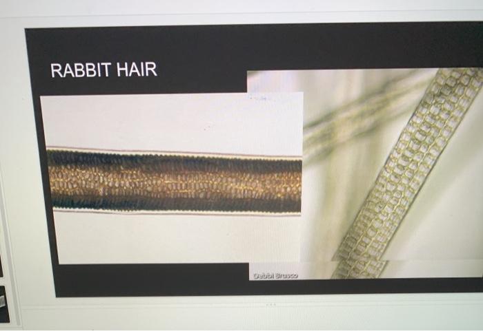 Solved Procedure: 1. Examine the slides of animal hair in | Chegg.com