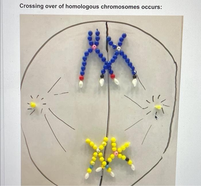 Solved Crossing over of homologous chromosomes | Chegg.com