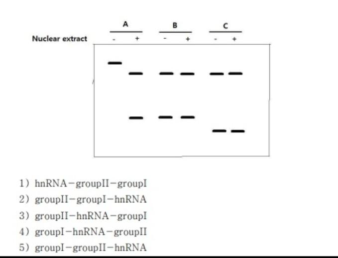 Solved RNA A,B,and C are spliced by one of | Chegg.com