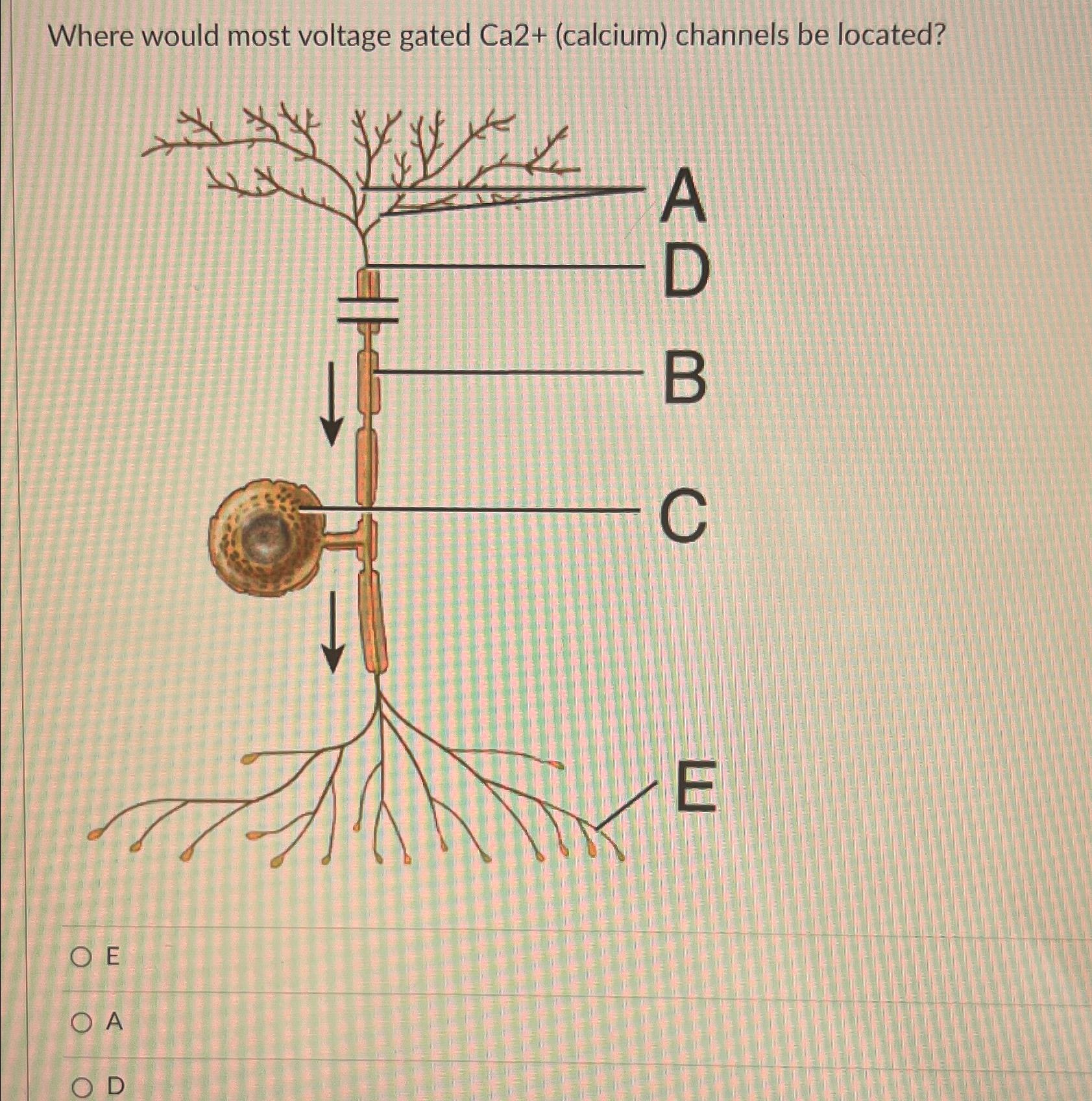 Solved Where would most voltage gated Ca2+ (calcium) | Chegg.com