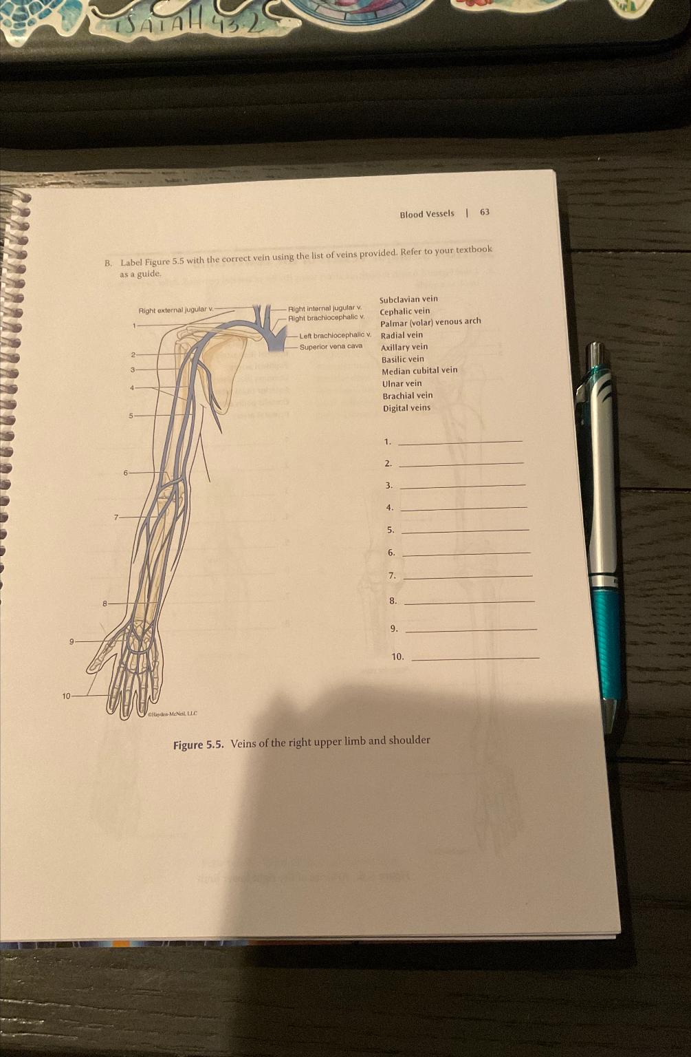Solved Blood Vessels | 63B. ﻿Label Figure 5.5 ﻿with the | Chegg.com