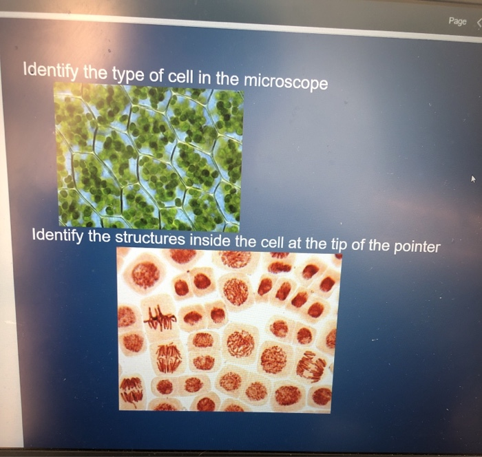 Solved Page Identify the type of cell in the microscope | Chegg.com