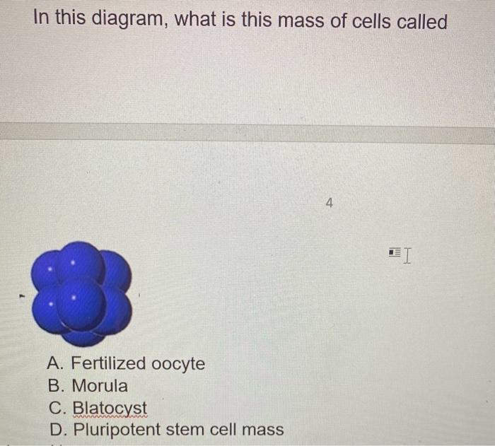 In this diagram, what is this mass of cells called 4 | Chegg.com