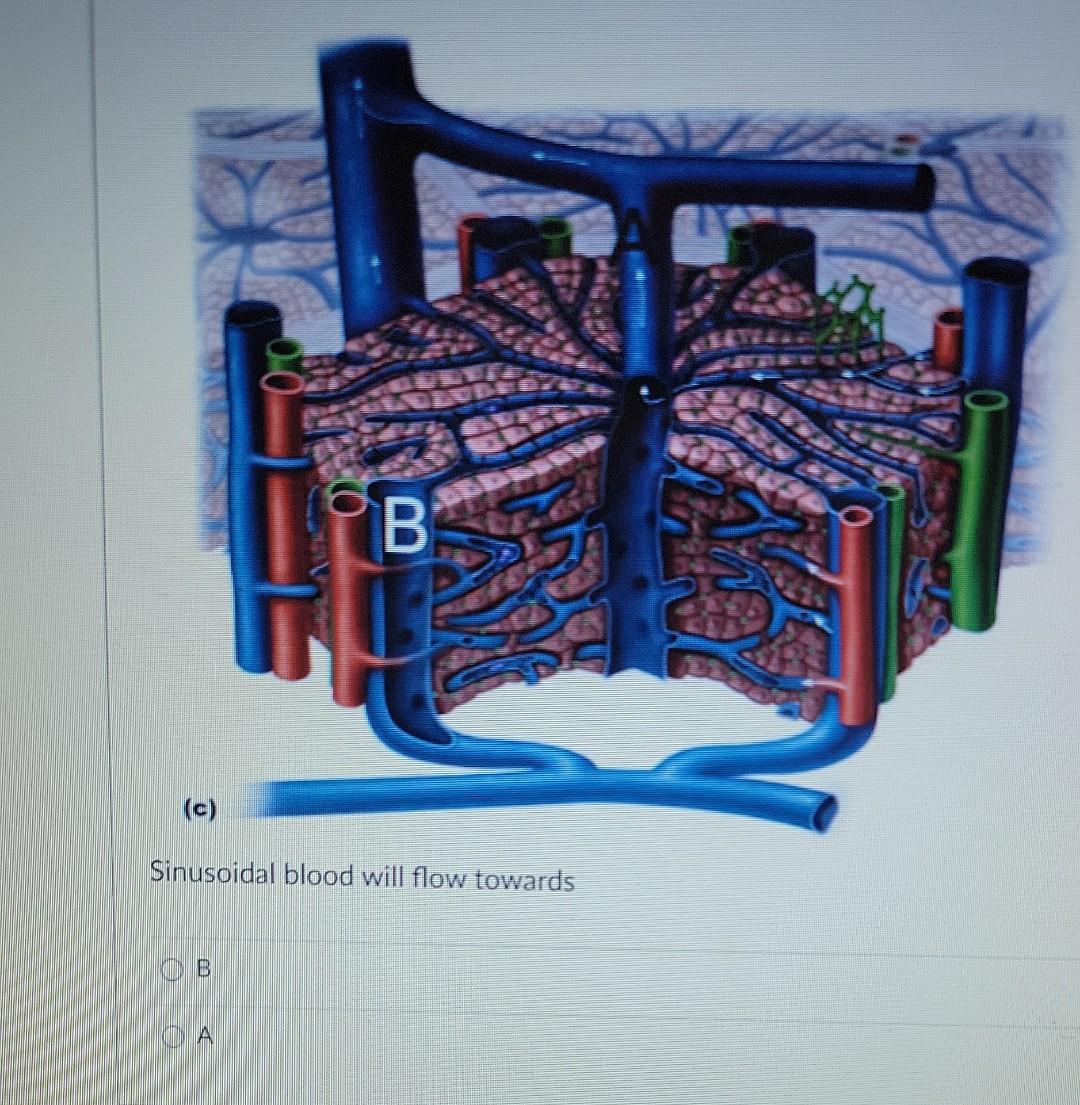 Solved B (c) Sinusoidal blood will flow towards B RENA | Chegg.com