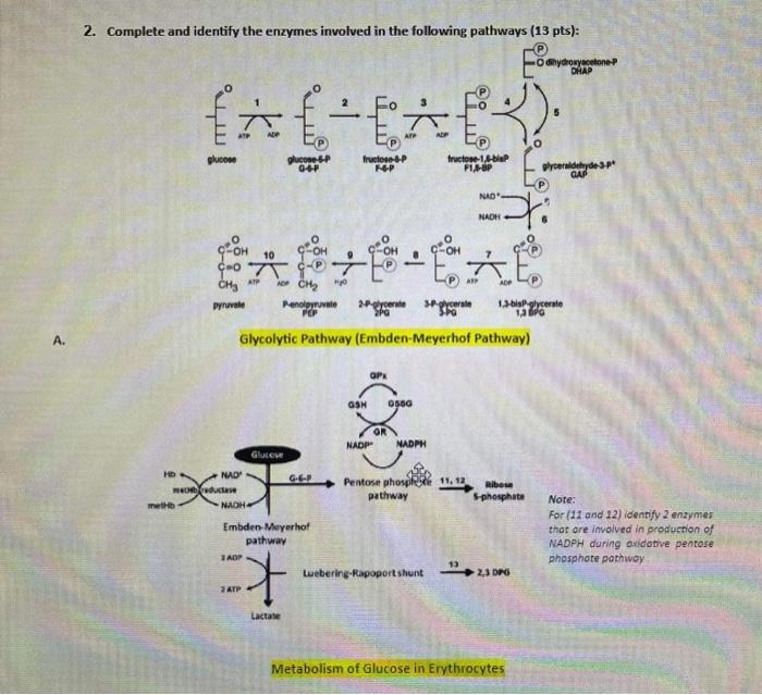 Solved 1. Identify the enzymes involved in the following | Chegg.com