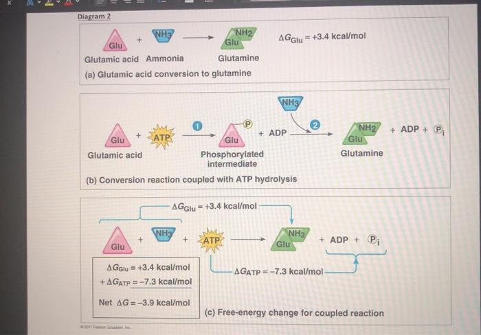 Solved Diagram 2 AGGlu =+3.4 kcal/mol WH3 NH2 Glu Glu | Chegg.com