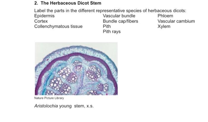 Solved 2. The Herbaceous Dicot Stem Label the parts in the | Chegg.com