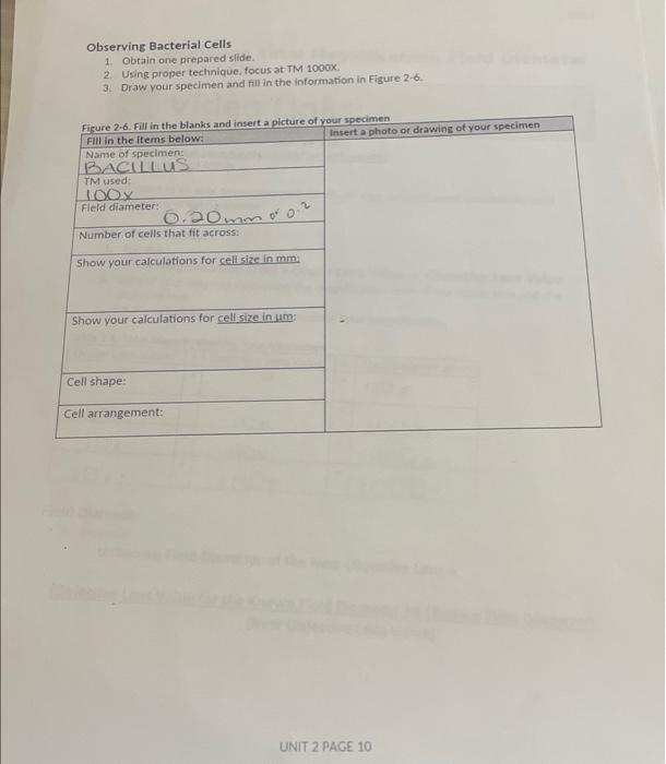 Solved Observing Bacterial Cells 1. Obtain one prepared | Chegg.com