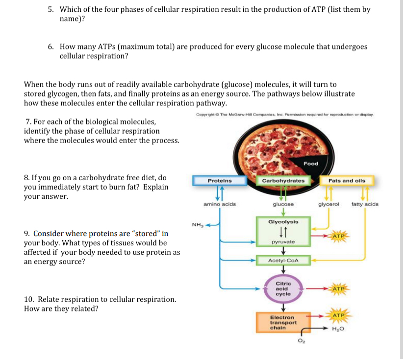 Solved Which of the four phases of cellular respiration | Chegg.com