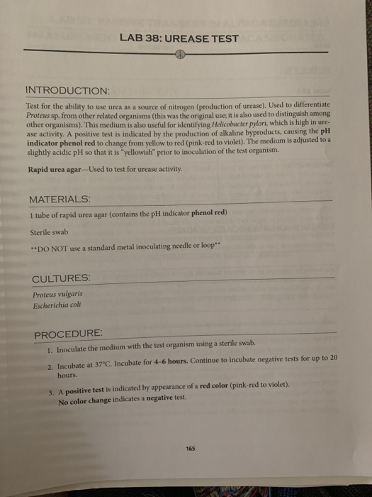 Solved LAB 38: UREASE TEST INTRODUCTION: Test for the | Chegg.com
