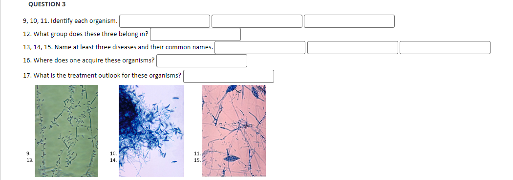 Solved QUESTION 39,10,11. ﻿Identify each organism.12. ﻿What | Chegg.com