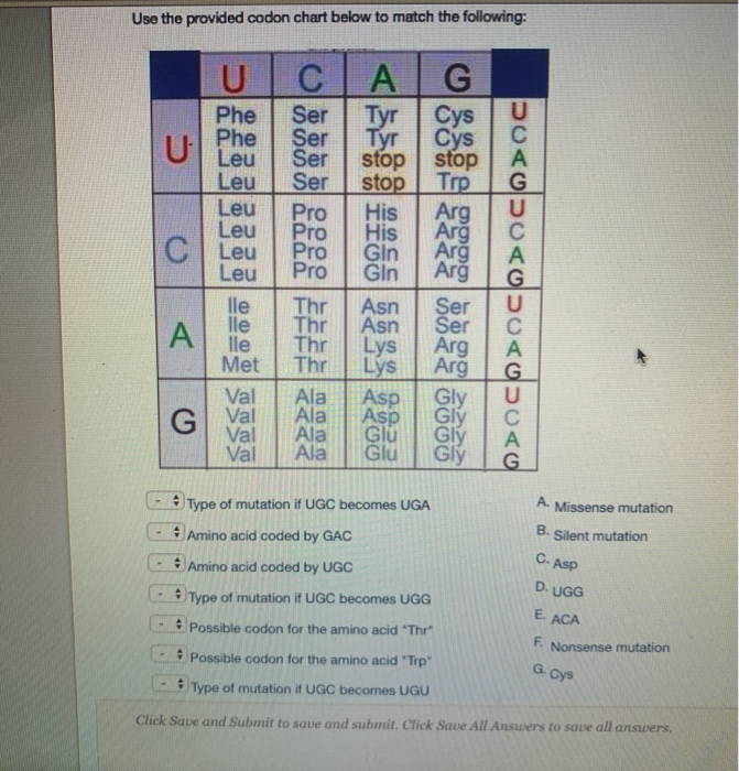 Solved Use the provided codon chart below to match the | Chegg.com
