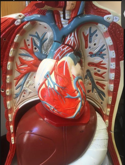 Solved please label structures of respiratory system | Chegg.com