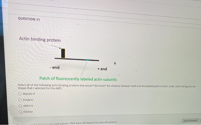 Solved QUESTION 11 Actin binding protein - end + end Patch | Chegg.com