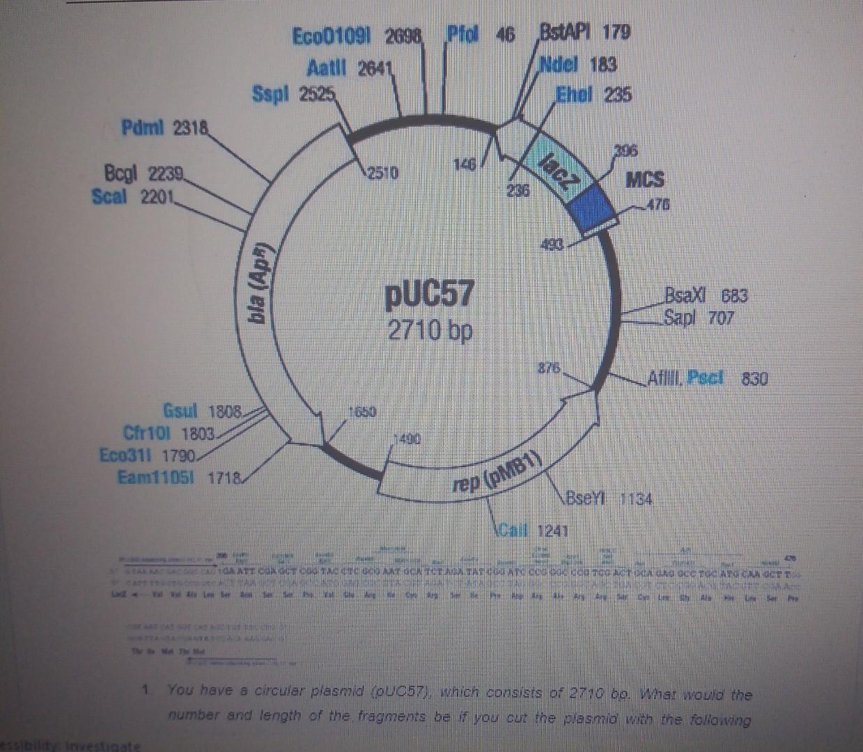 Solved You have a circular plasmid (pUC57), which consists | Chegg.com