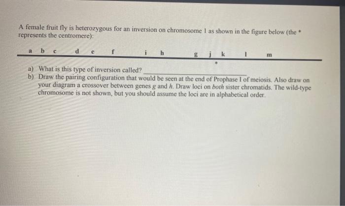 Solved A Female Fruit Fly Is Heterozygous For An Inversion 6682