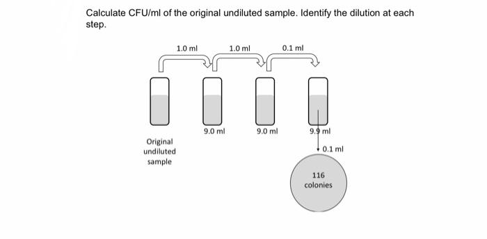 Solved Calculate CFU/ml of the original undiluted sample. | Chegg.com