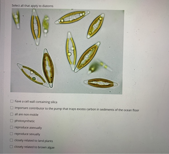 Solved Select all that apply to diatoms have a cell wall | Chegg.com