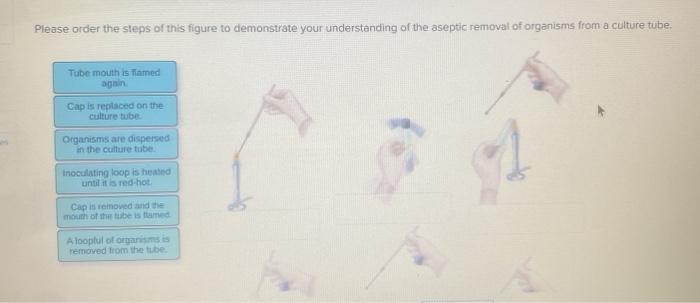Solved Please order the steps of this figure to demonstrate | Chegg.com