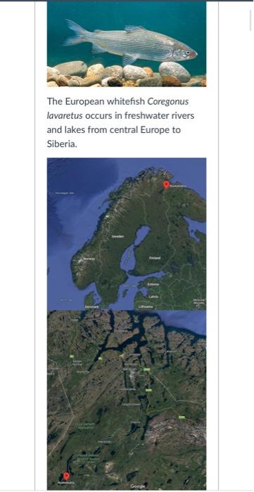 Solved The European whitefish Coregonus lavaretus occurs in | Chegg.com