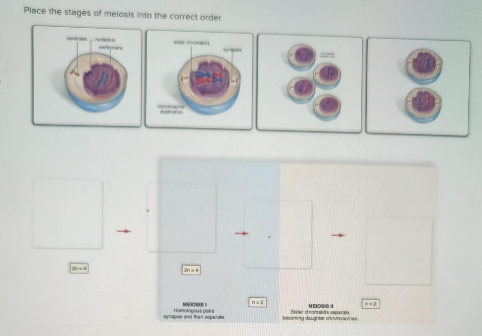 Solved Place the stages of meiosis into the correct order. | Chegg.com