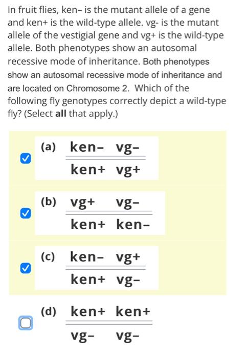 Solved In fruit flies, ken- is the mutant allele of a gene | Chegg.com